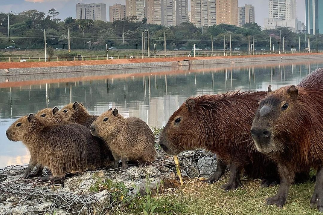 Belgo Arames instala cercas para proteger capivaras e evitar acidentes ...