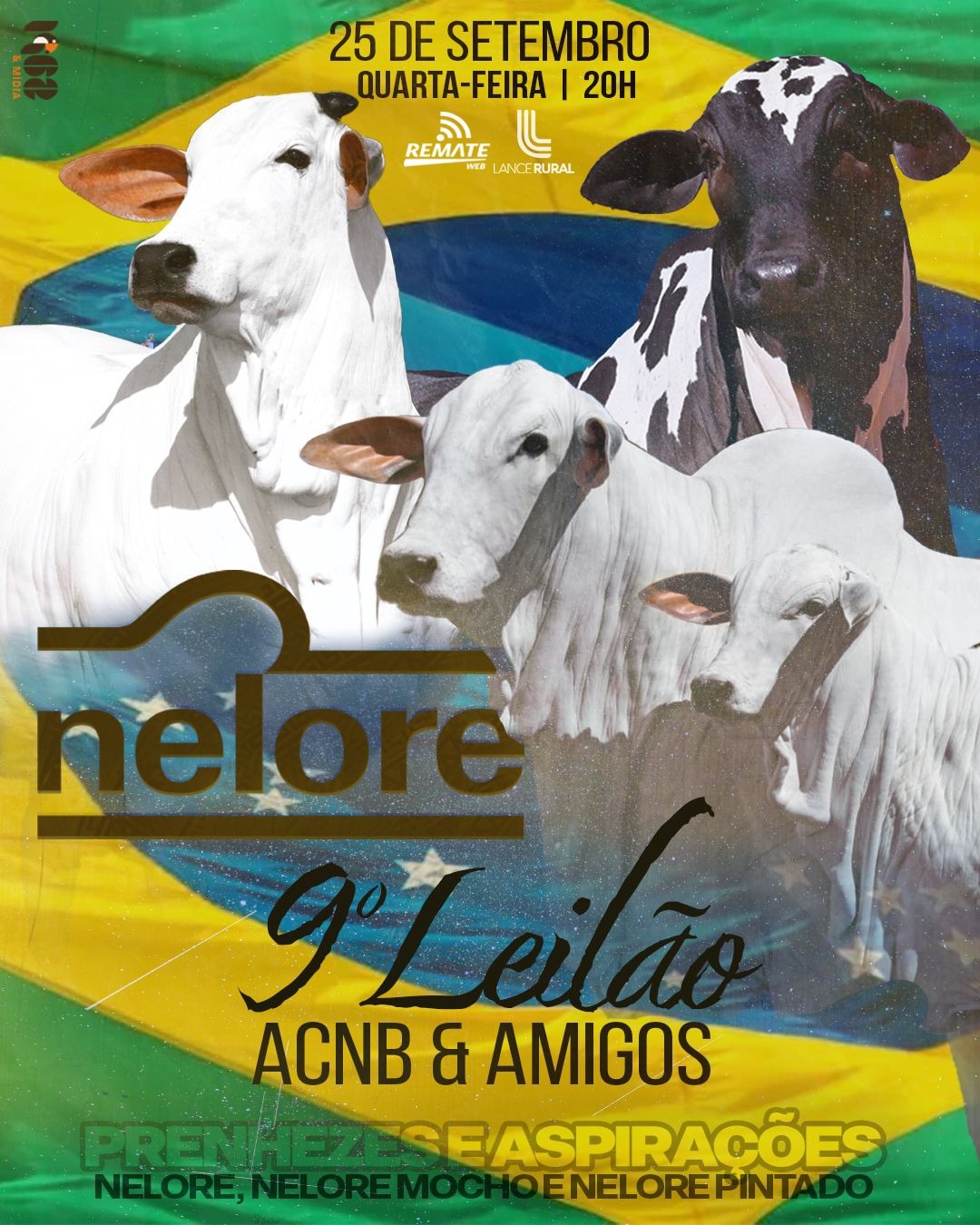 Prenhezes e aspirações de grandes matrizes Nelore, Nelore Mocho e ...