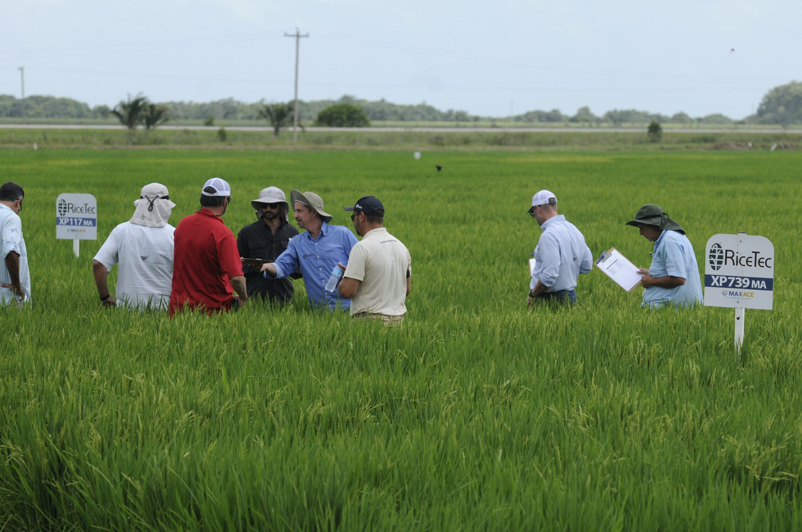 RiceTec comemora 25 anos de atuação no Brasil com anúncio de novos ...