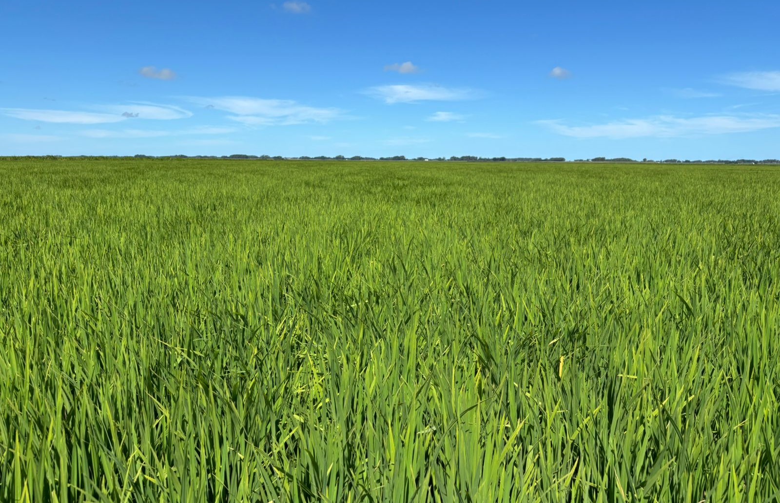 RiceTec lança novo híbrido na 35ª Abertura da Colheita do Arroz - Folha ...