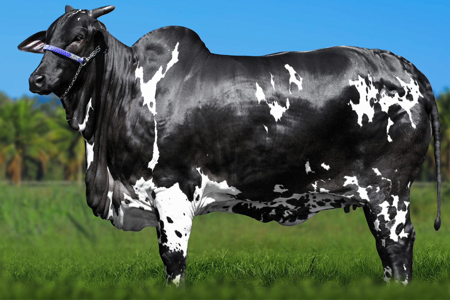 Vaca Ibiza FIV Surreal bate recorde no Nelore Pelagens com R$ 15,2 ...